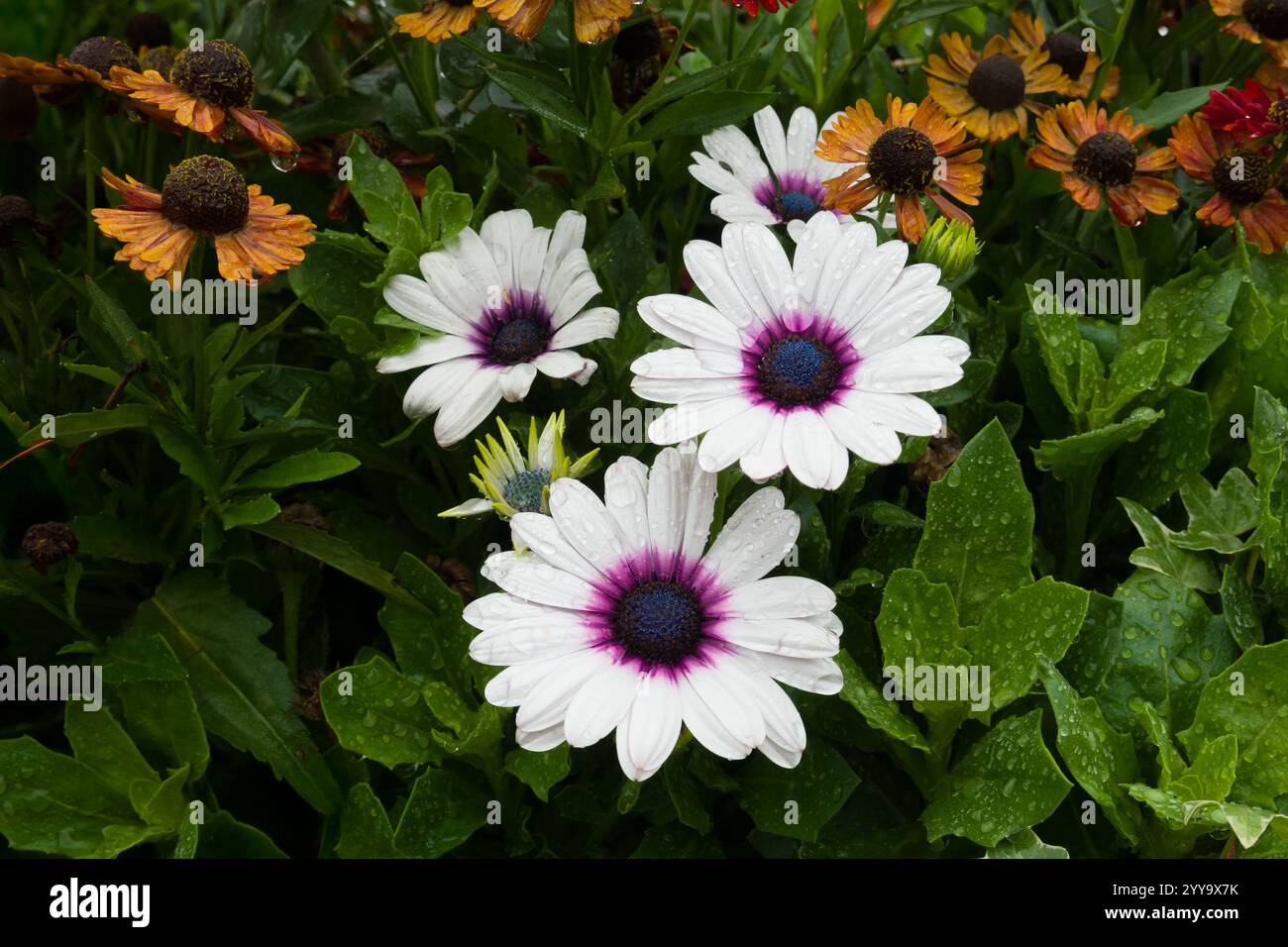 White trailing daisy on a rainy day in the garden Stock Photo - Alamy