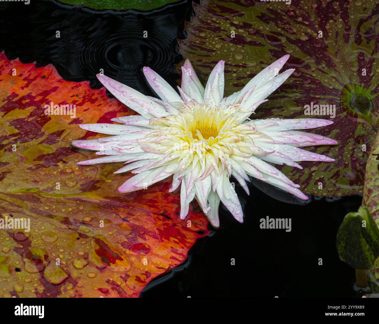 Dot leaf water lily hi-res stock photography and images - Alamy