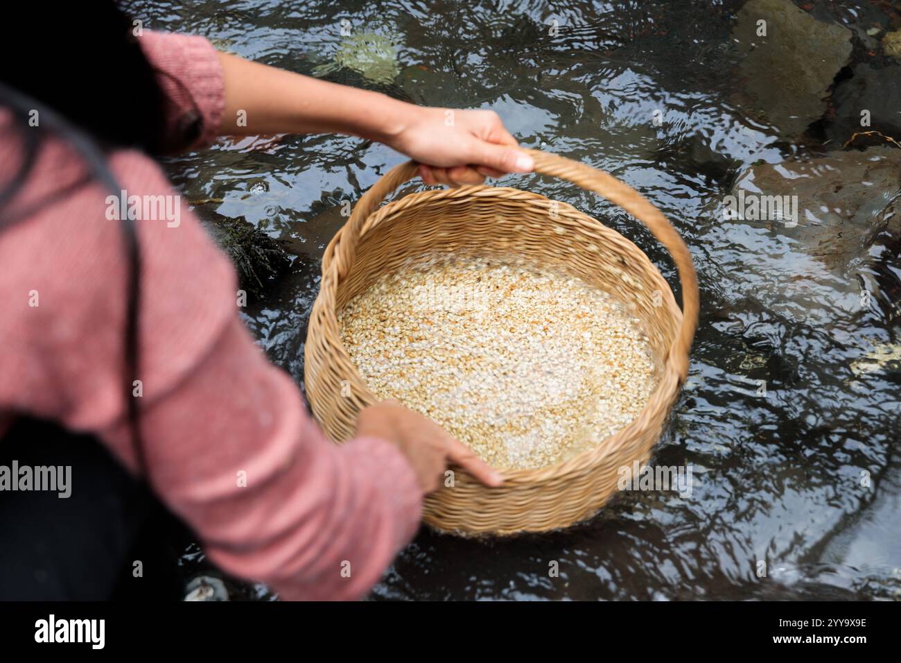 Indigenous Woman Washing Wheat in a River for Traditional Muday ...