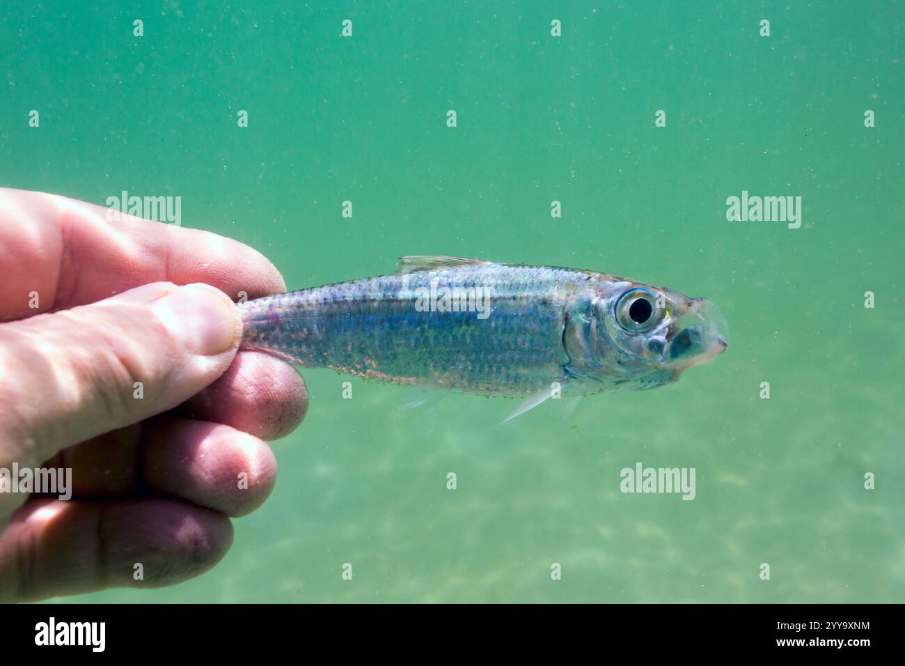 Captured fish. San Francisquito beach at San Francisco island, Sea of ...