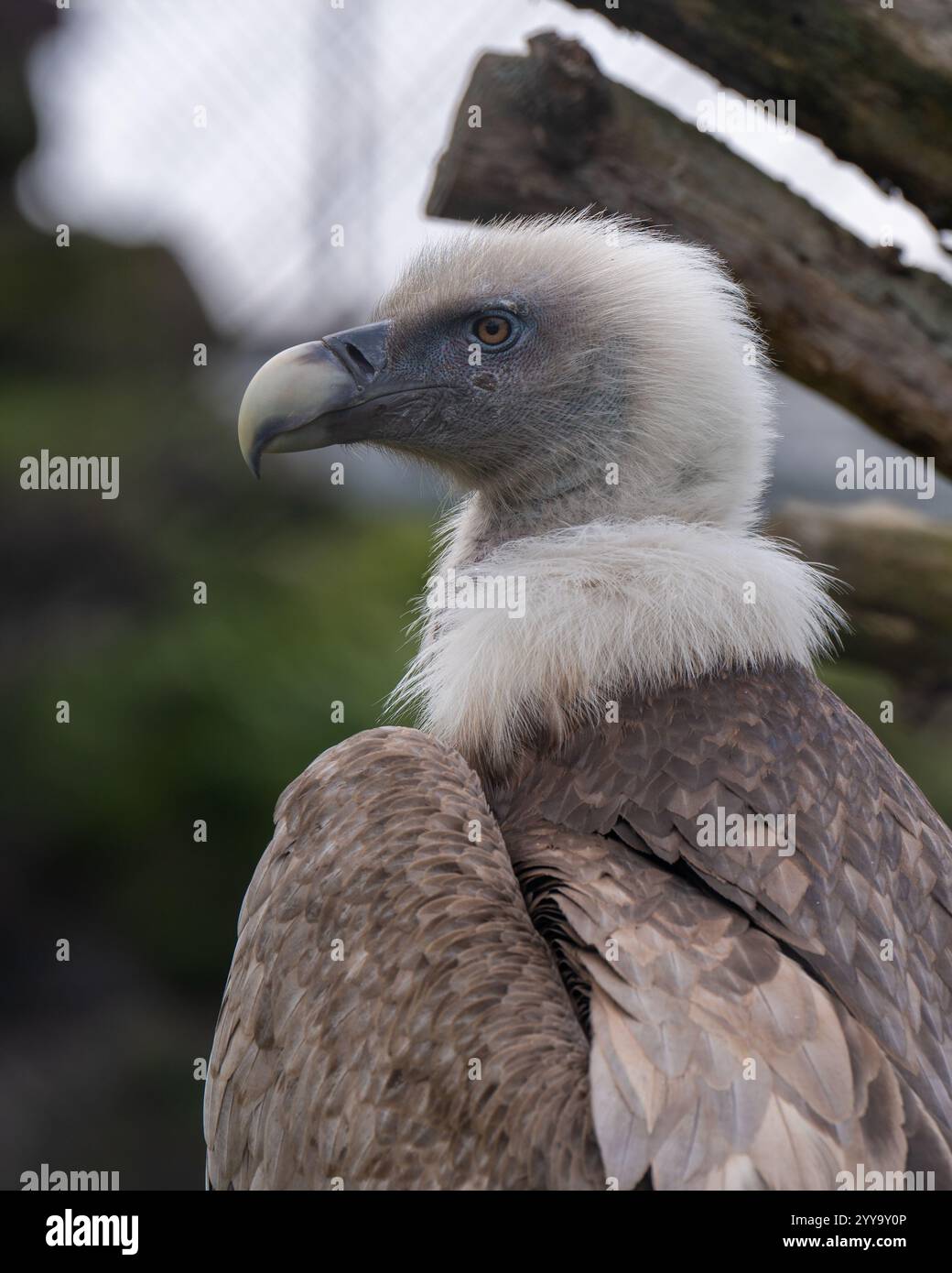 Close-up portrait of griffon vulture. White-headed vulture. Vulture ...