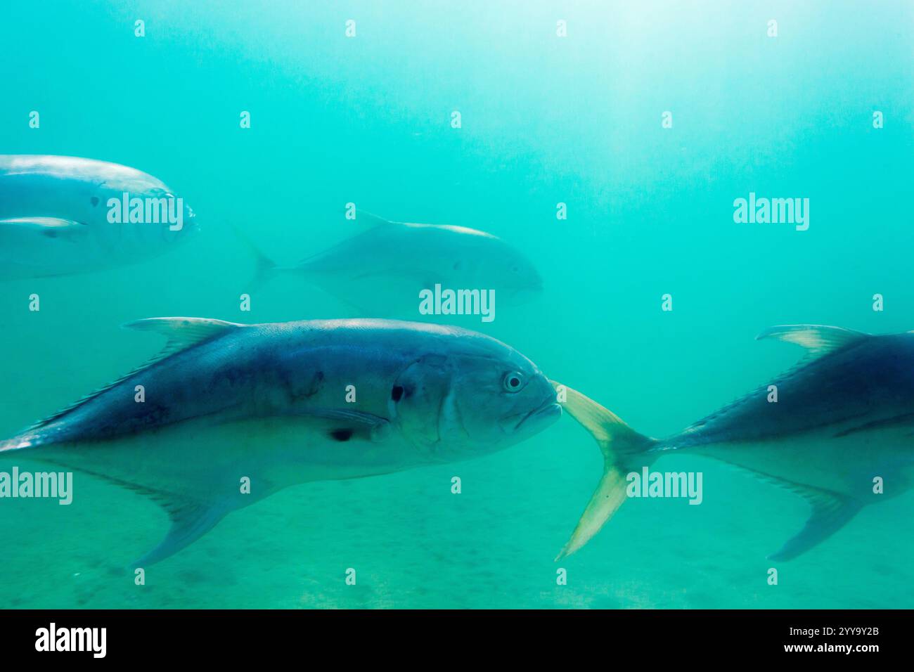 Amberjacks hunting sardines. San Francisquito roadstead and beach at ...
