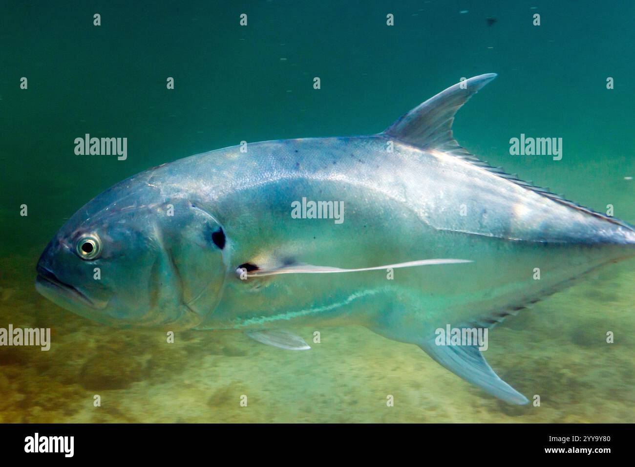 Amberjacks hunting sardines. San Francisquito roadstead and beach at ...