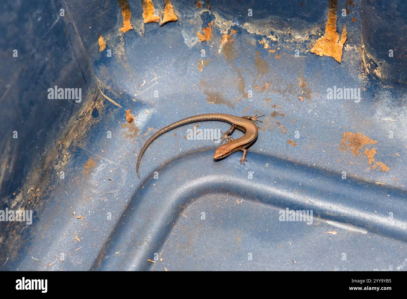 Photograph of a small Eastern Three-Lined Skink Lizard that managed to ...
