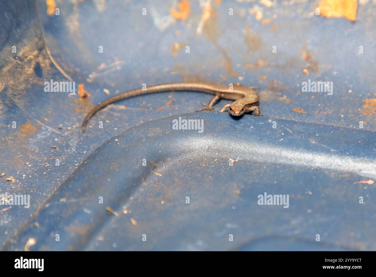 Photograph of a small Eastern Three-Lined Skink Lizard that managed to ...