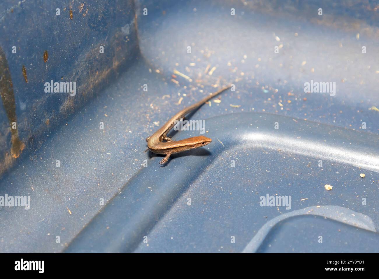 Photograph of a small Eastern Three-Lined Skink Lizard that managed to ...
