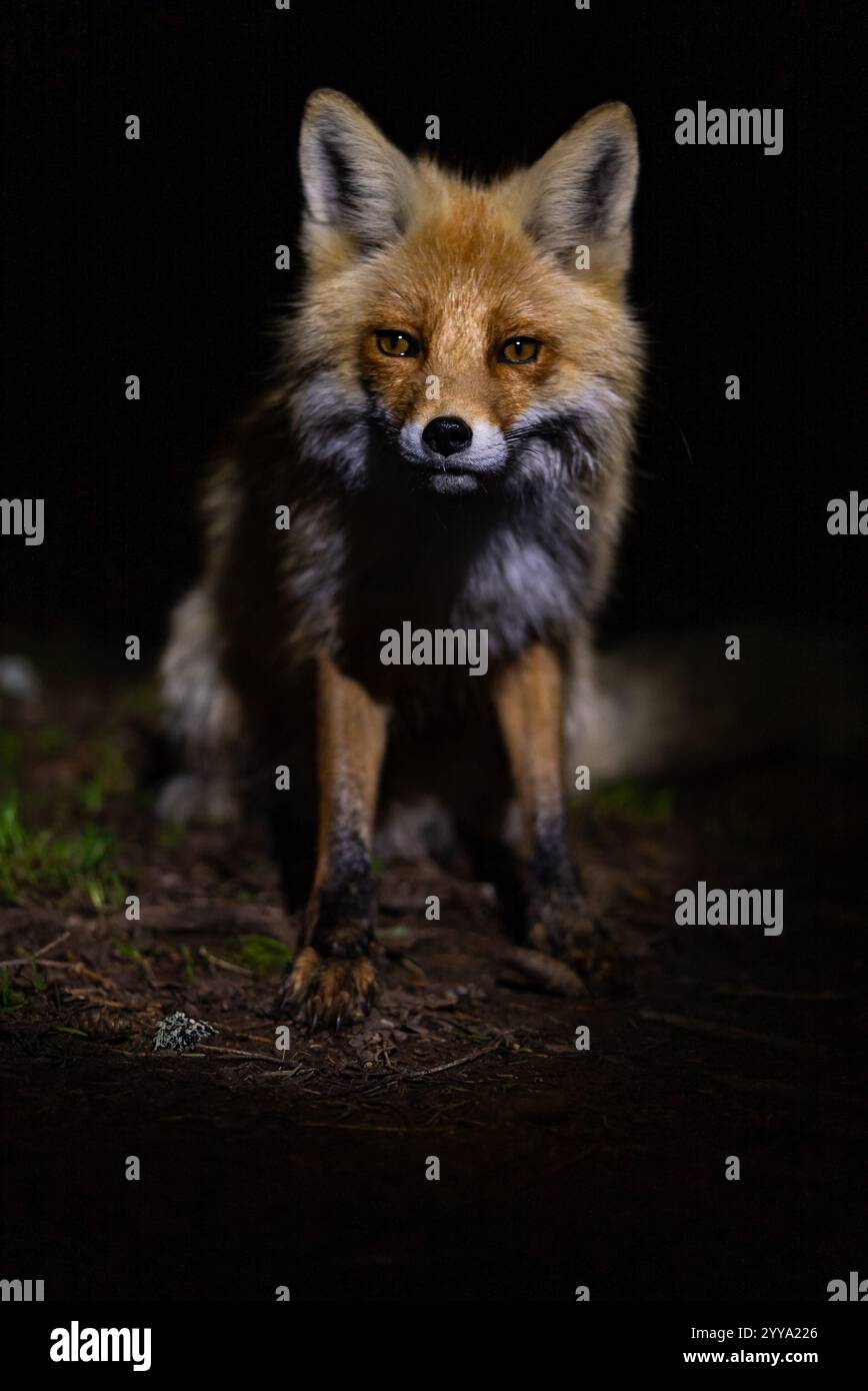 Wild red fox with orange fur and pointy ears standing on dirt ground at ...