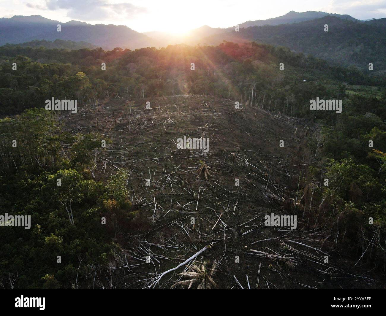 FILE - Cut down trees lie within view of the Cordillera Azul National ...