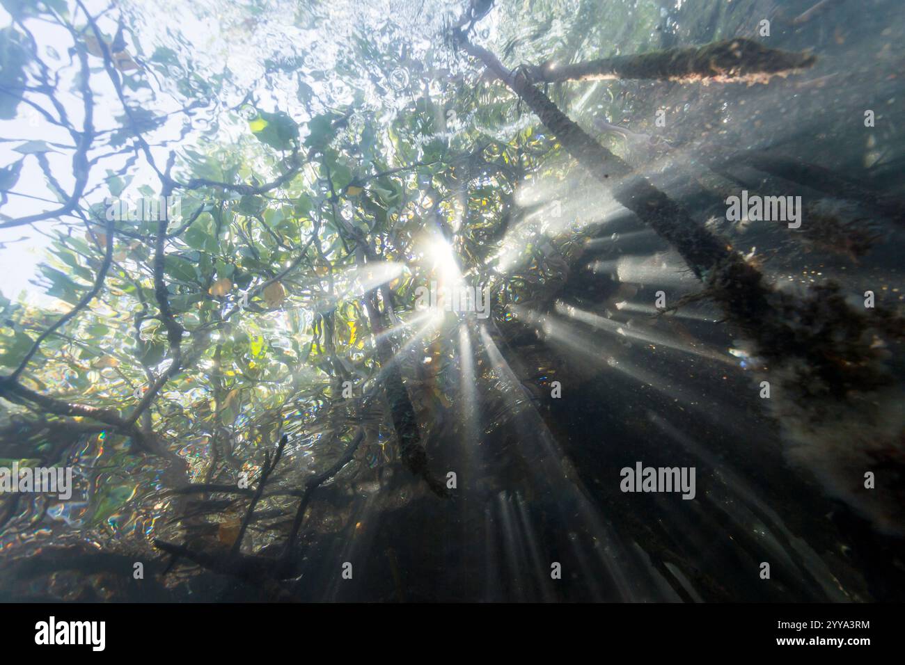 Mangrove submarine scene at San José island, Sea of Cortés, Baja ...