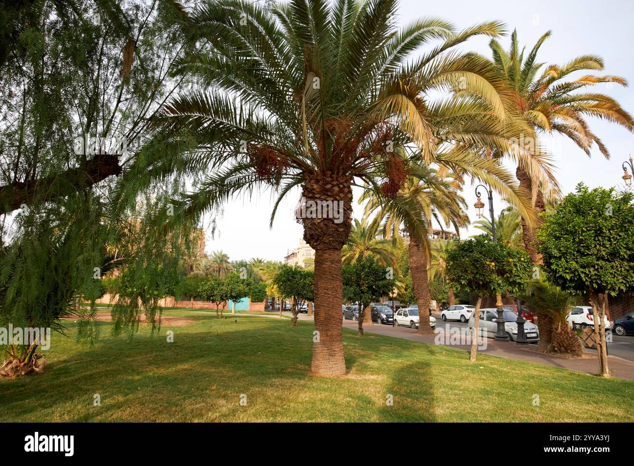 Date palm tree morocco hi-res stock photography and images - Alamy