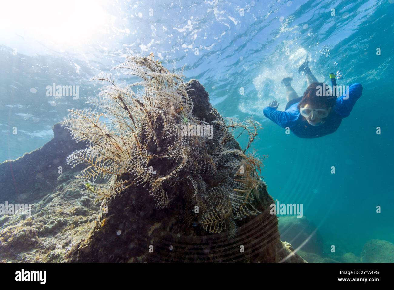 Submarine scene at Lobos island, Sea of Cortés, Baja California Sur ...