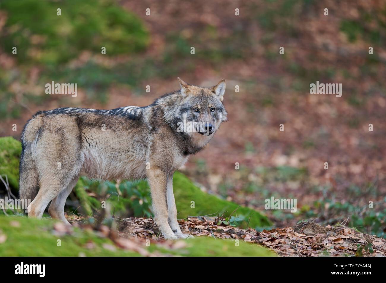 Europaeischer Wolf, Canis lupus, European grey wolf Stock Photo - Alamy