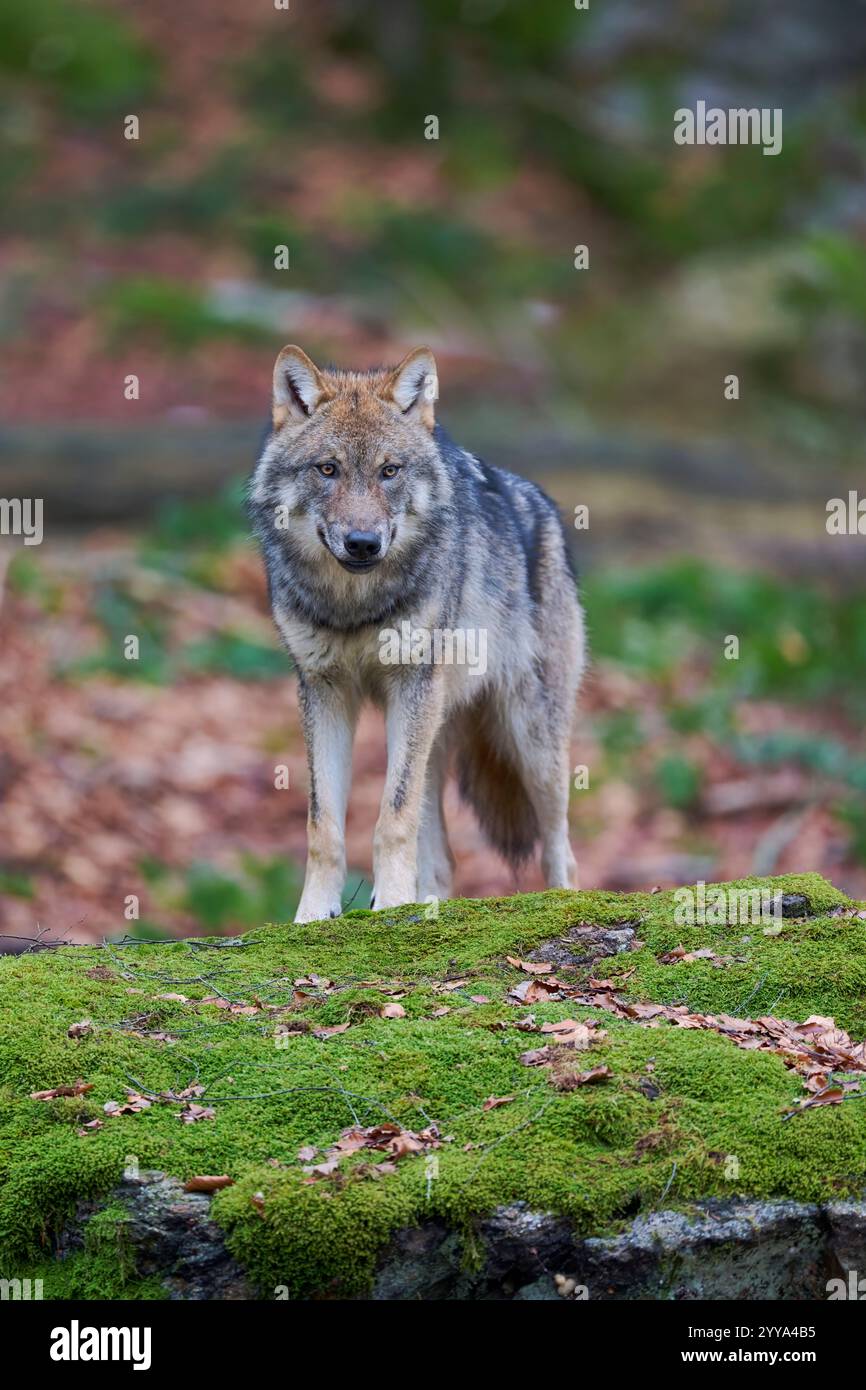 Europaeischer Wolf, Canis lupus, European grey wolf Stock Photo - Alamy