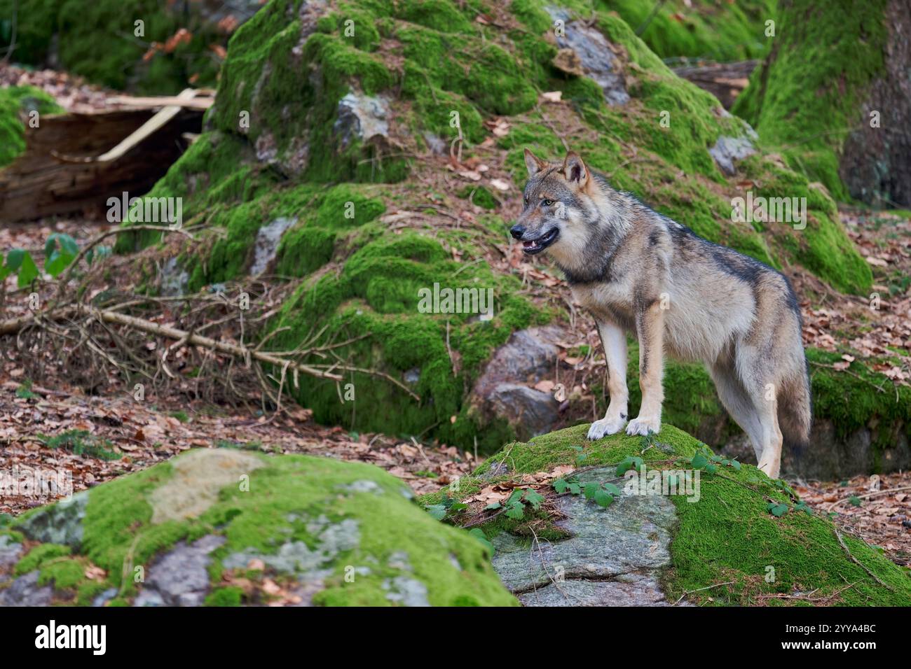 Europaeischer Wolf, Canis lupus, European grey wolf Stock Photo - Alamy