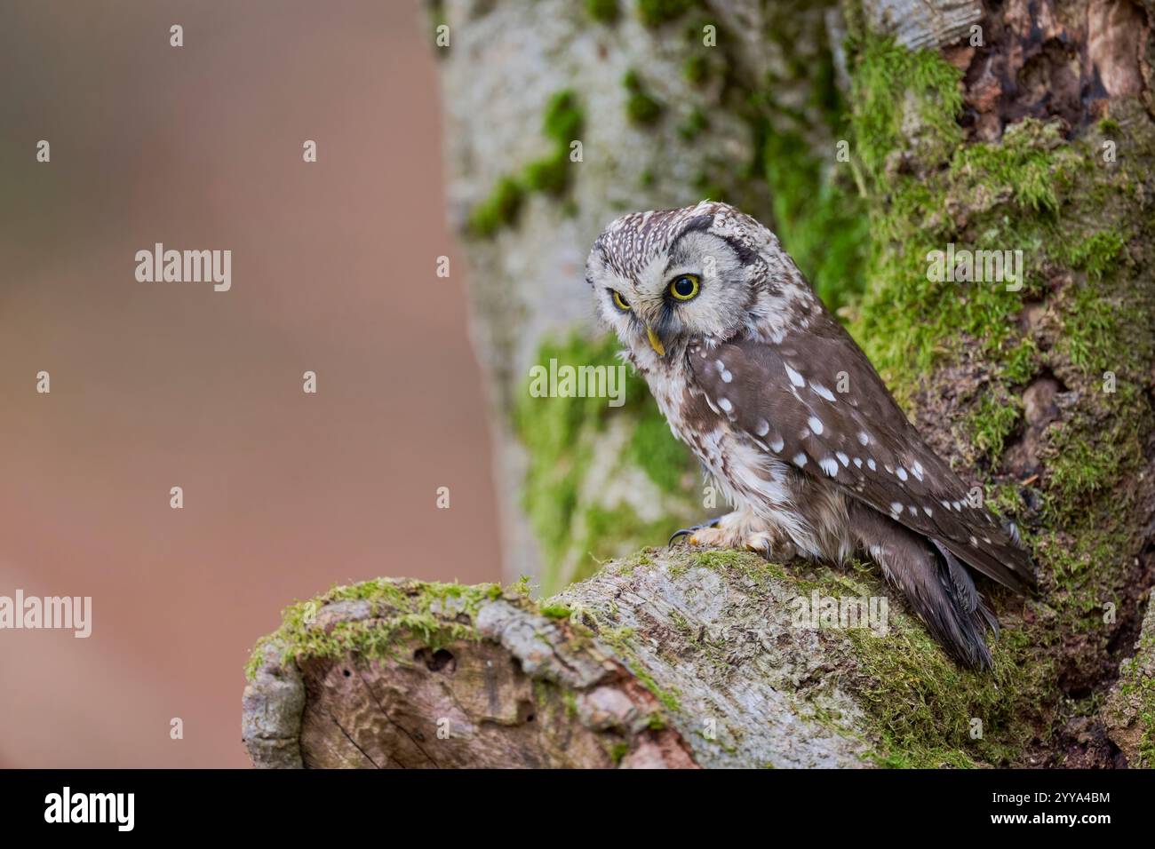 Raufusskauz,Aegolius funereus,Boreal Owl Stock Photo - Alamy