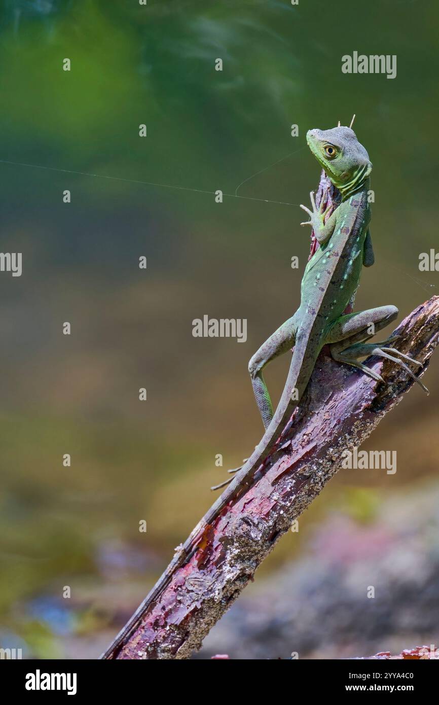 Stirnlappenbasilisk Weibchen, Basiliscus plumifrons, female green ...