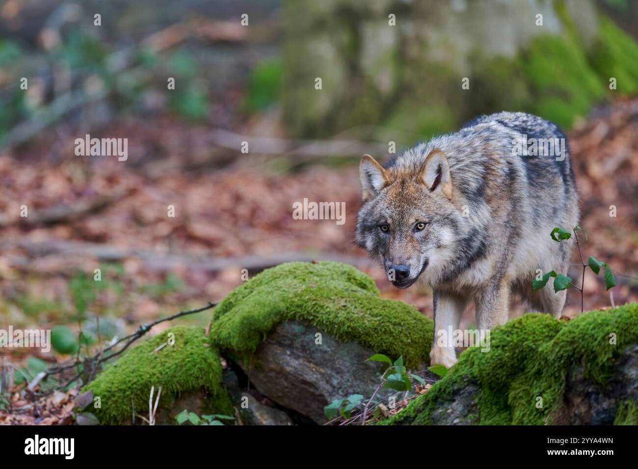 Europaeischer Wolf, Canis lupus, European grey wolf Stock Photo - Alamy