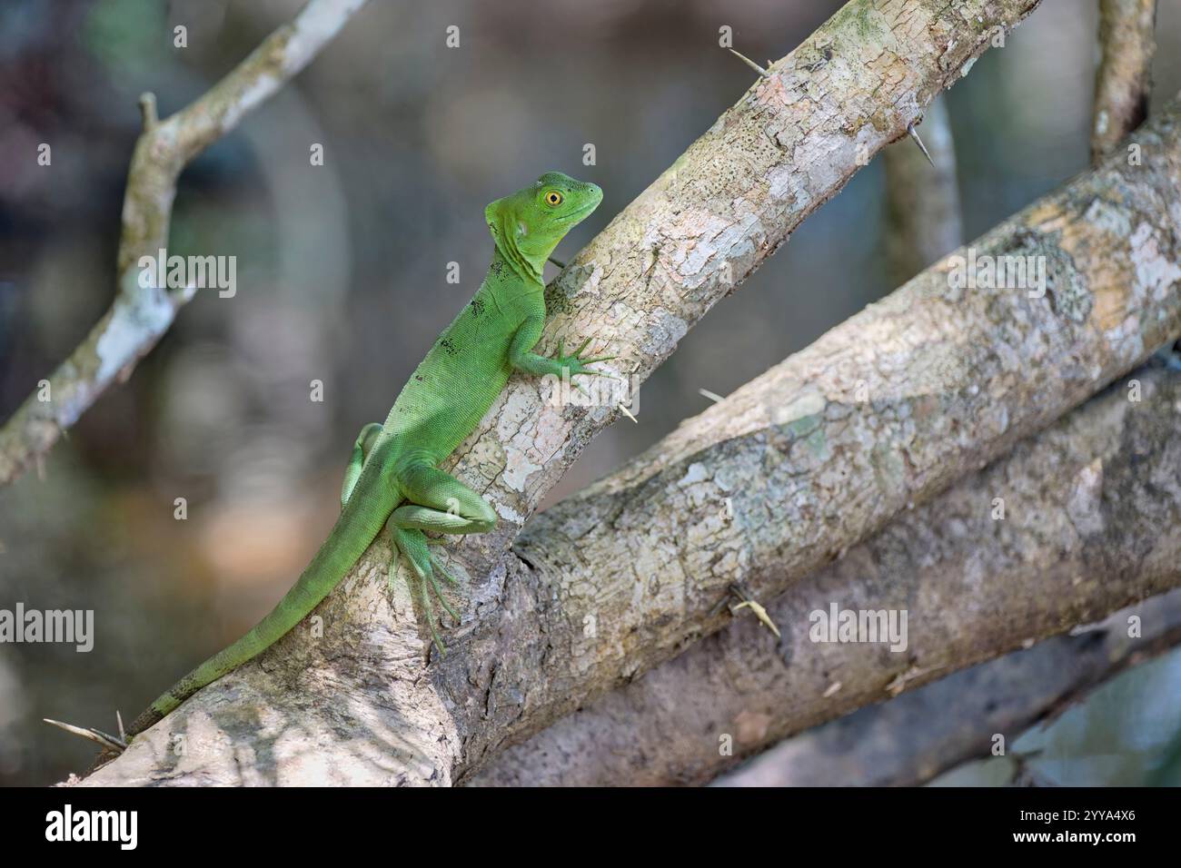 Plumed basilisk basiliscus plumifrons female hi-res stock photography ...