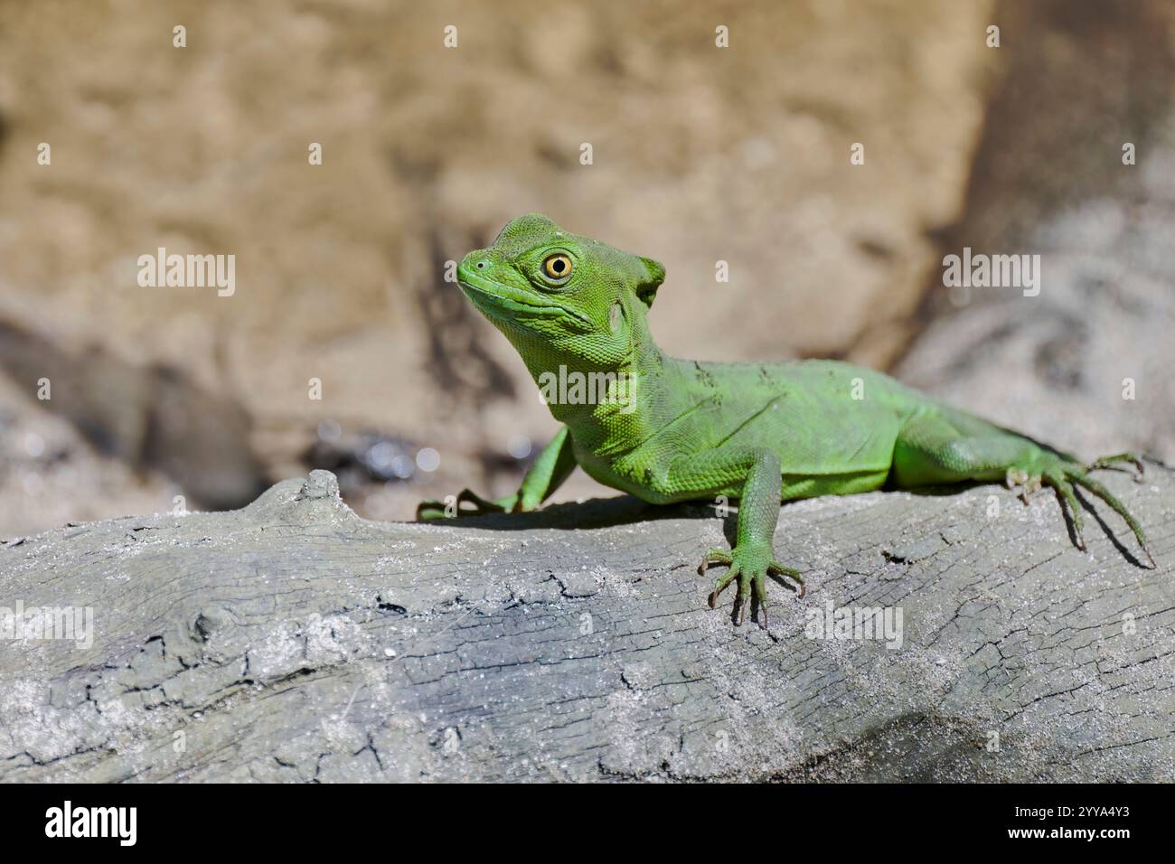 Stirnlappenbasilisk Weibchen, Basiliscus plumifrons, female green ...