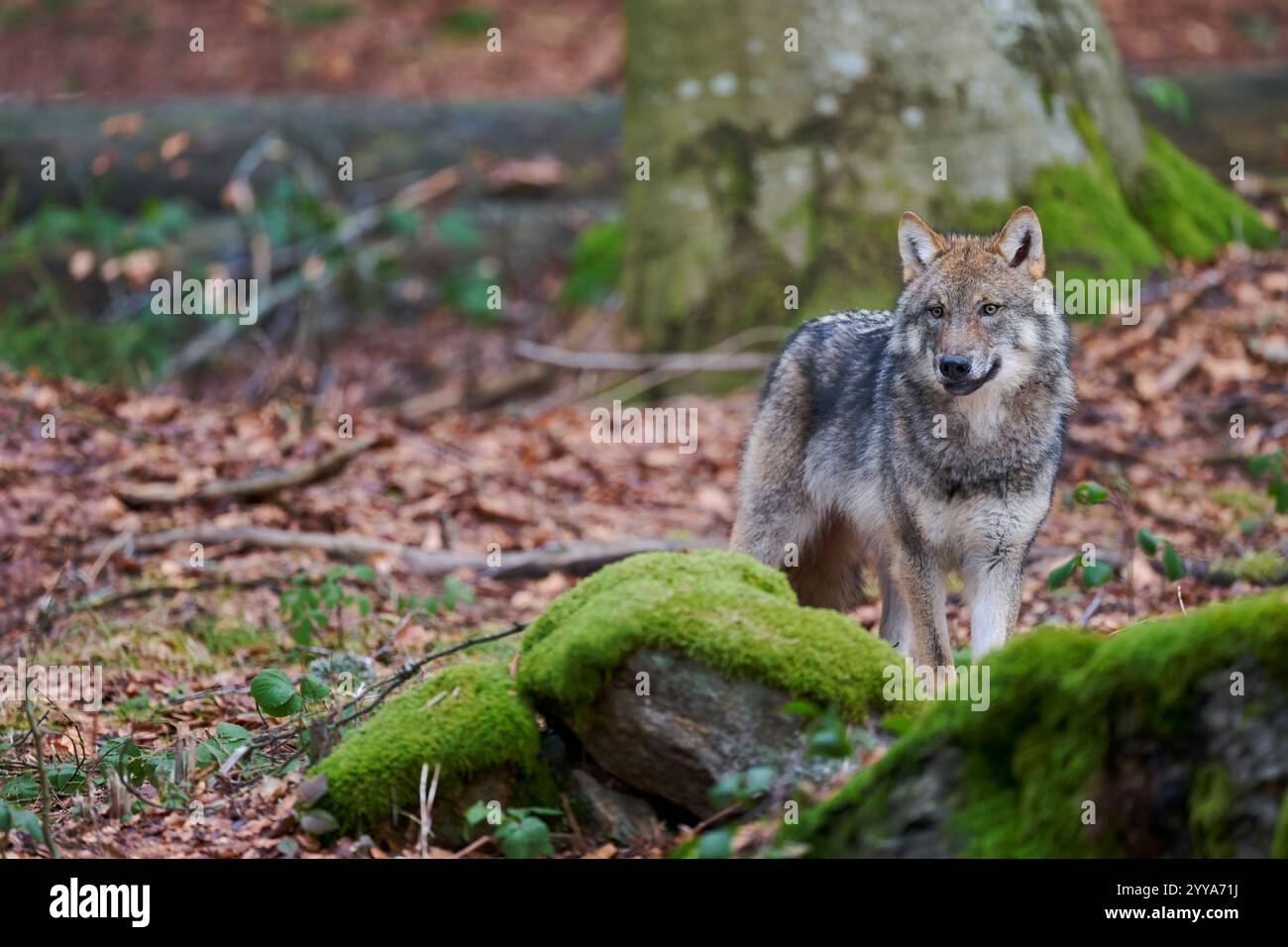 Europaeischer Wolf, Canis lupus, European grey wolf Stock Photo - Alamy