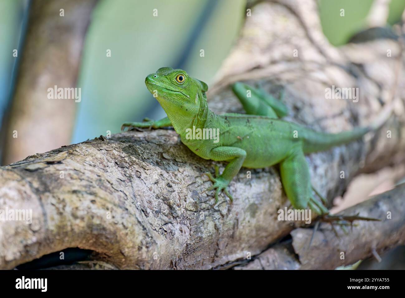 Plumed basilisk basiliscus plumifrons female hi-res stock photography ...