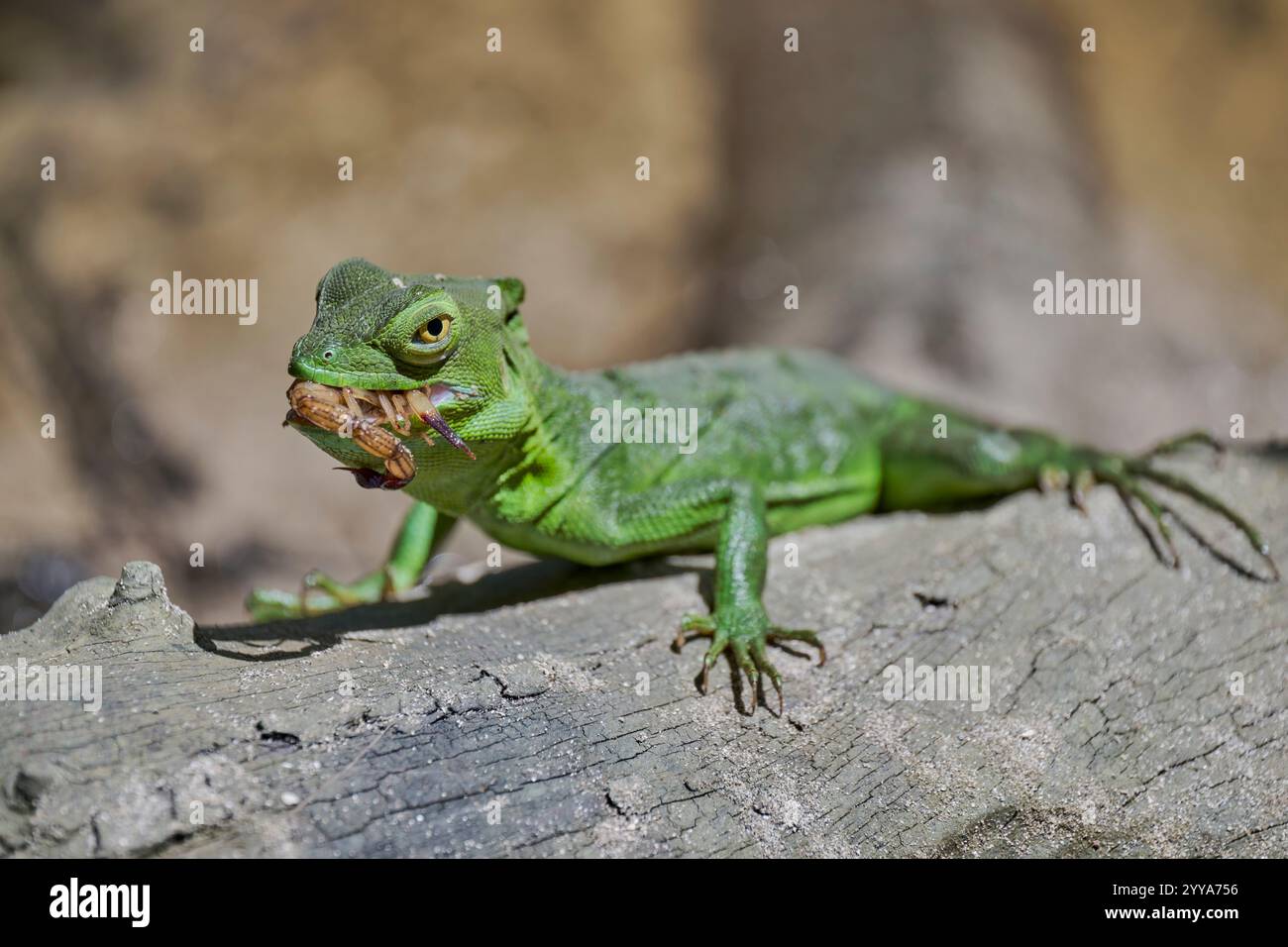Plumed basilisk basiliscus plumifrons female hi-res stock photography ...
