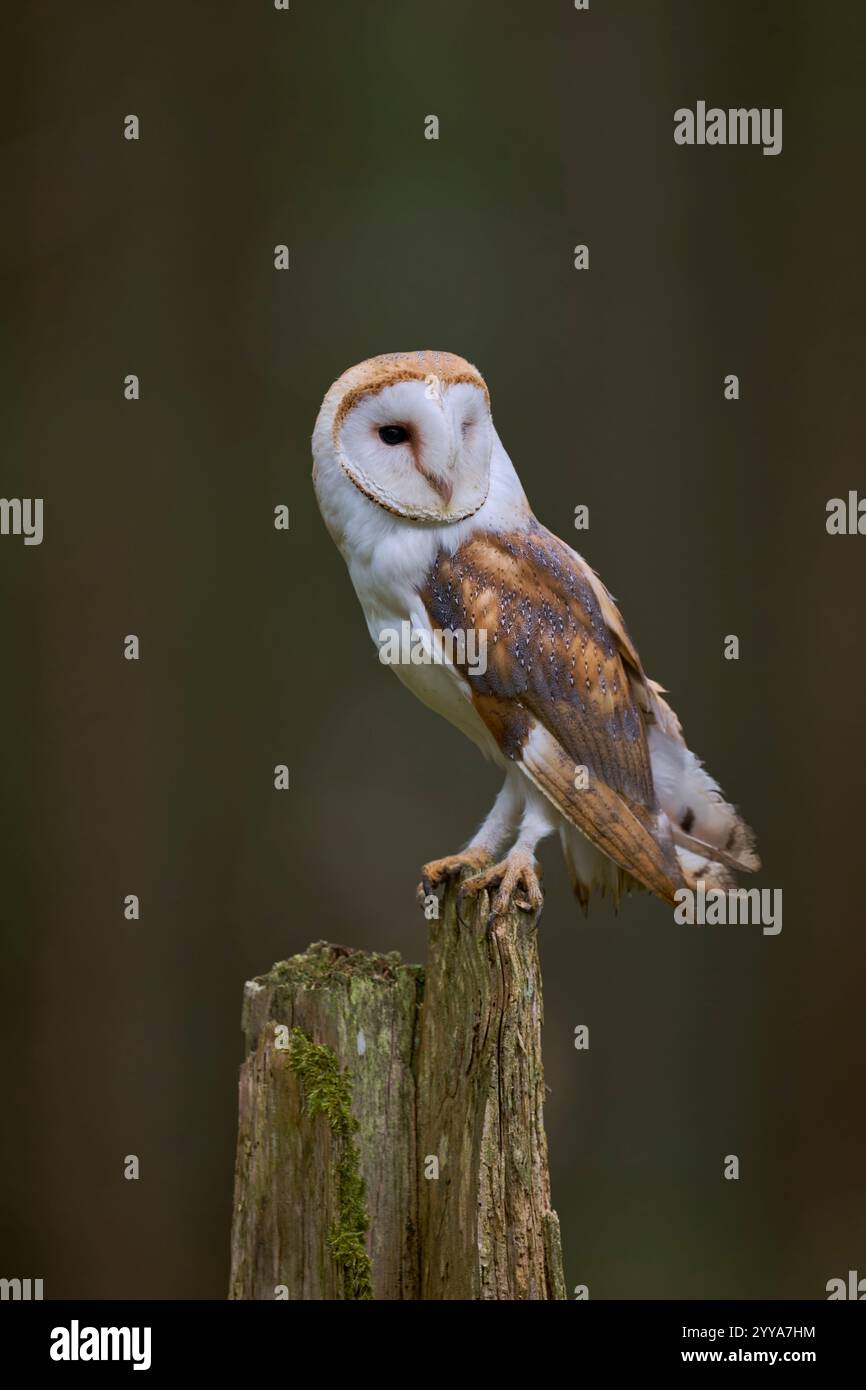 Eule tyto alba hi-res stock photography and images - Alamy