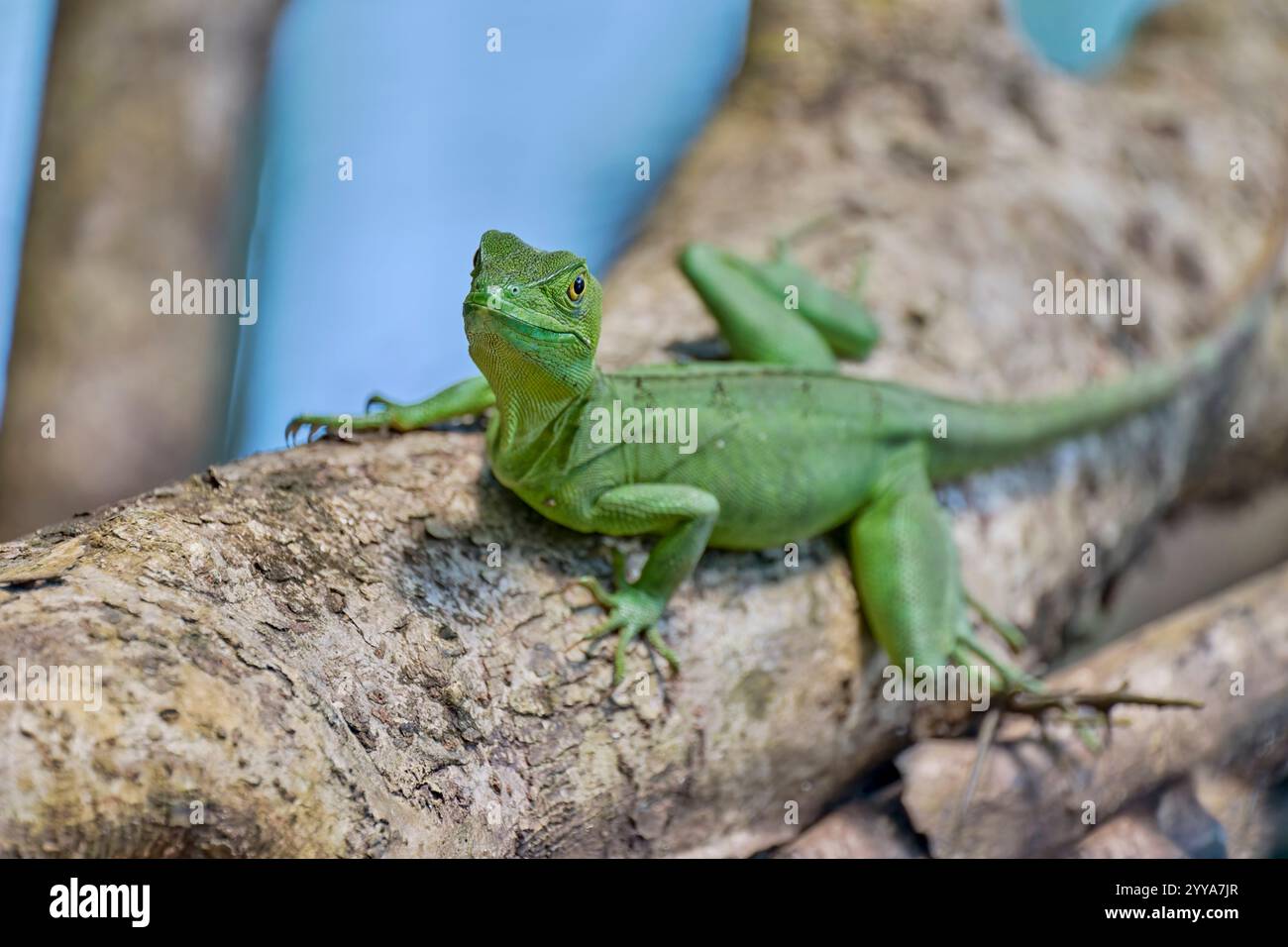 Plumed basilisk basiliscus plumifrons female hi-res stock photography ...