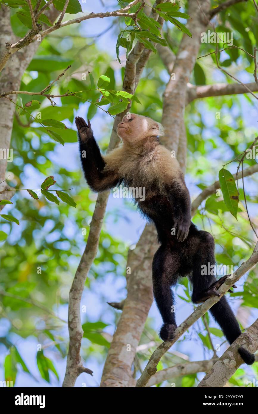 Weisschulter-Kapuzineraffe, Cebus capucinus, white-headed capuchin ...