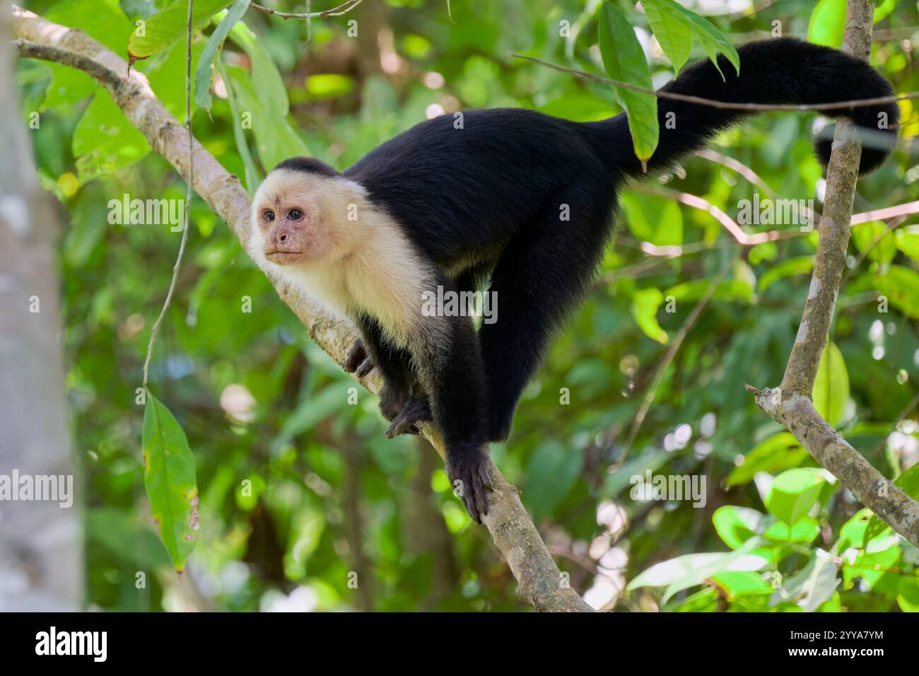 Weisschulter-Kapuzineraffe, Cebus capucinus, white-headed capuchin ...