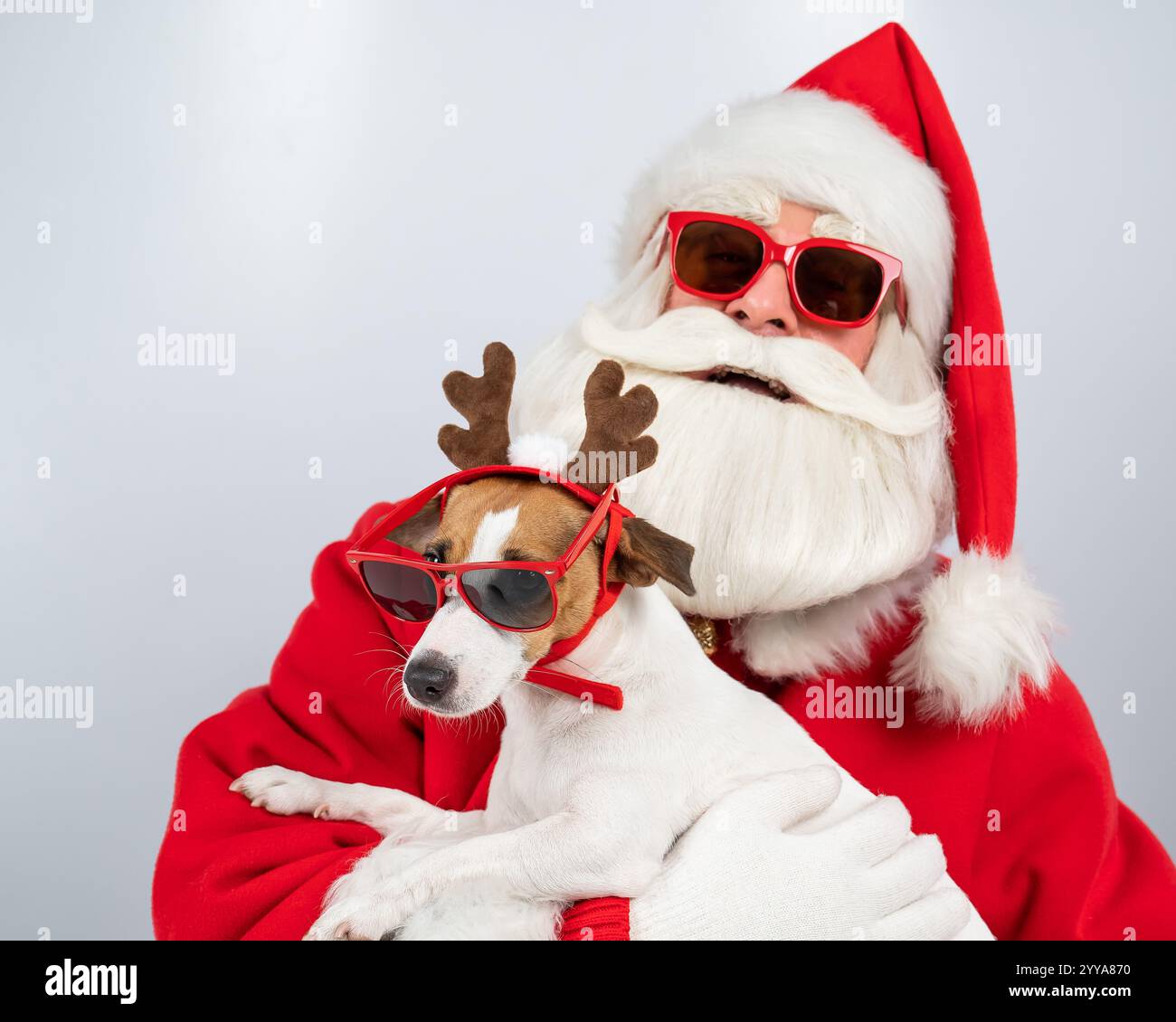 Portrait of santa claus in sunglasses and dog jack russell terrier in ...