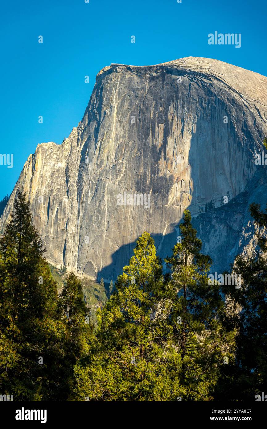 Majestic Half Dome rises dramatically above the lush trees in Yosemite Valley, showcasing the ...