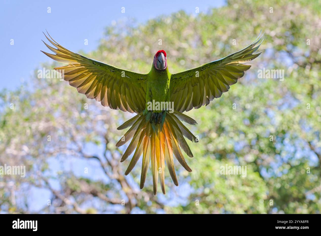 Großer Soldatenara fliegend, Ara ambiguus, Great green macaw flying ...