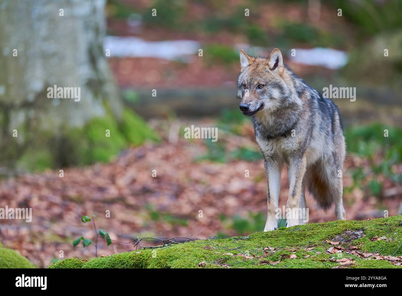 Europaeischer Wolf, Canis lupus, European grey wolf Stock Photo - Alamy