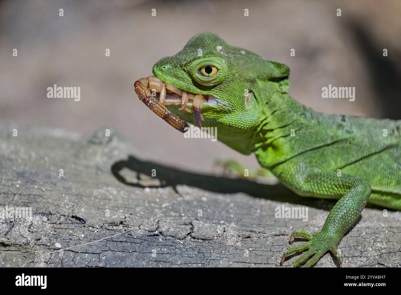 Plumed basilisk basiliscus plumifrons female hi-res stock photography ...