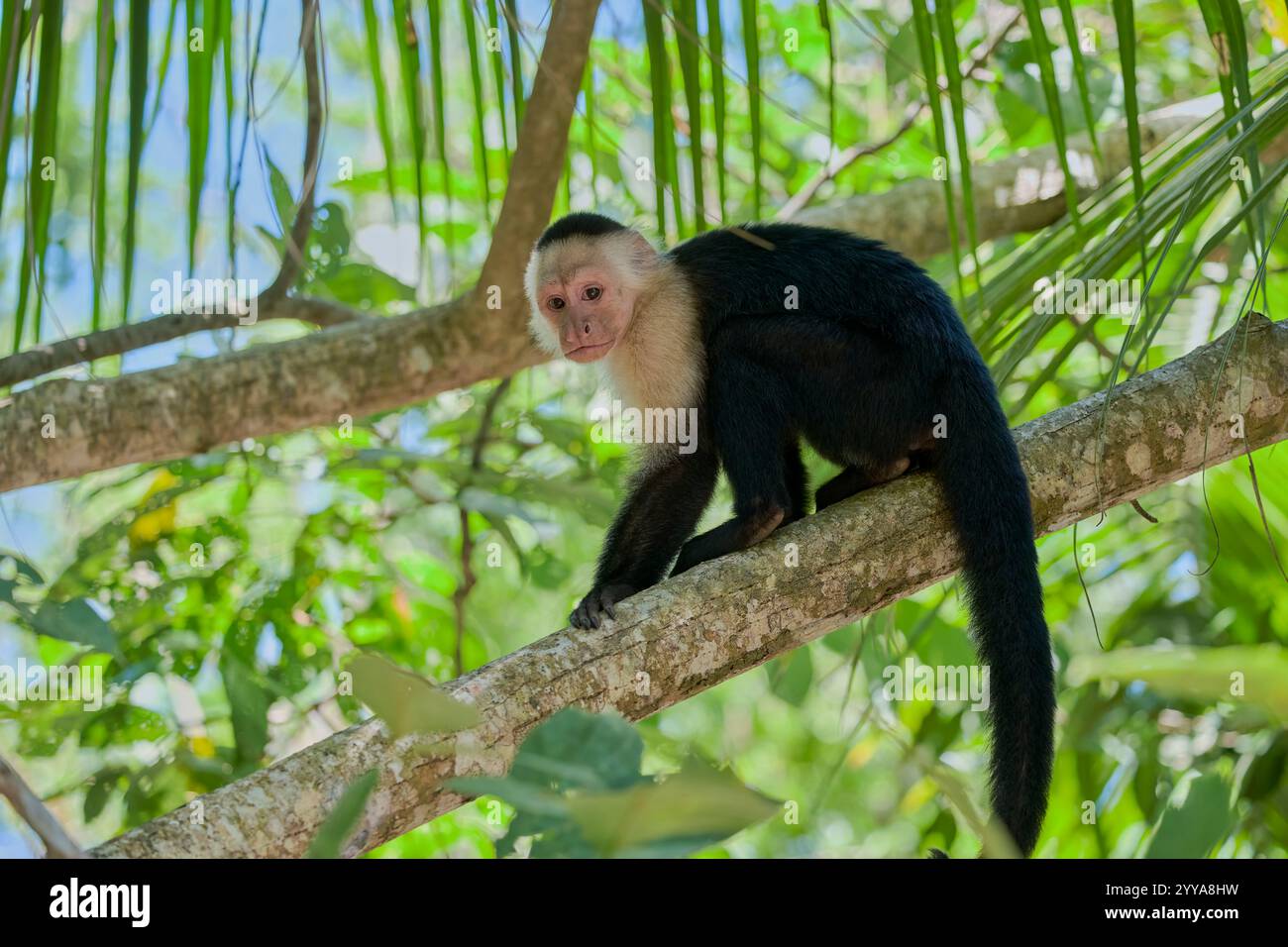 Weisschulter-Kapuzineraffe, Cebus capucinus, white-headed capuchin ...