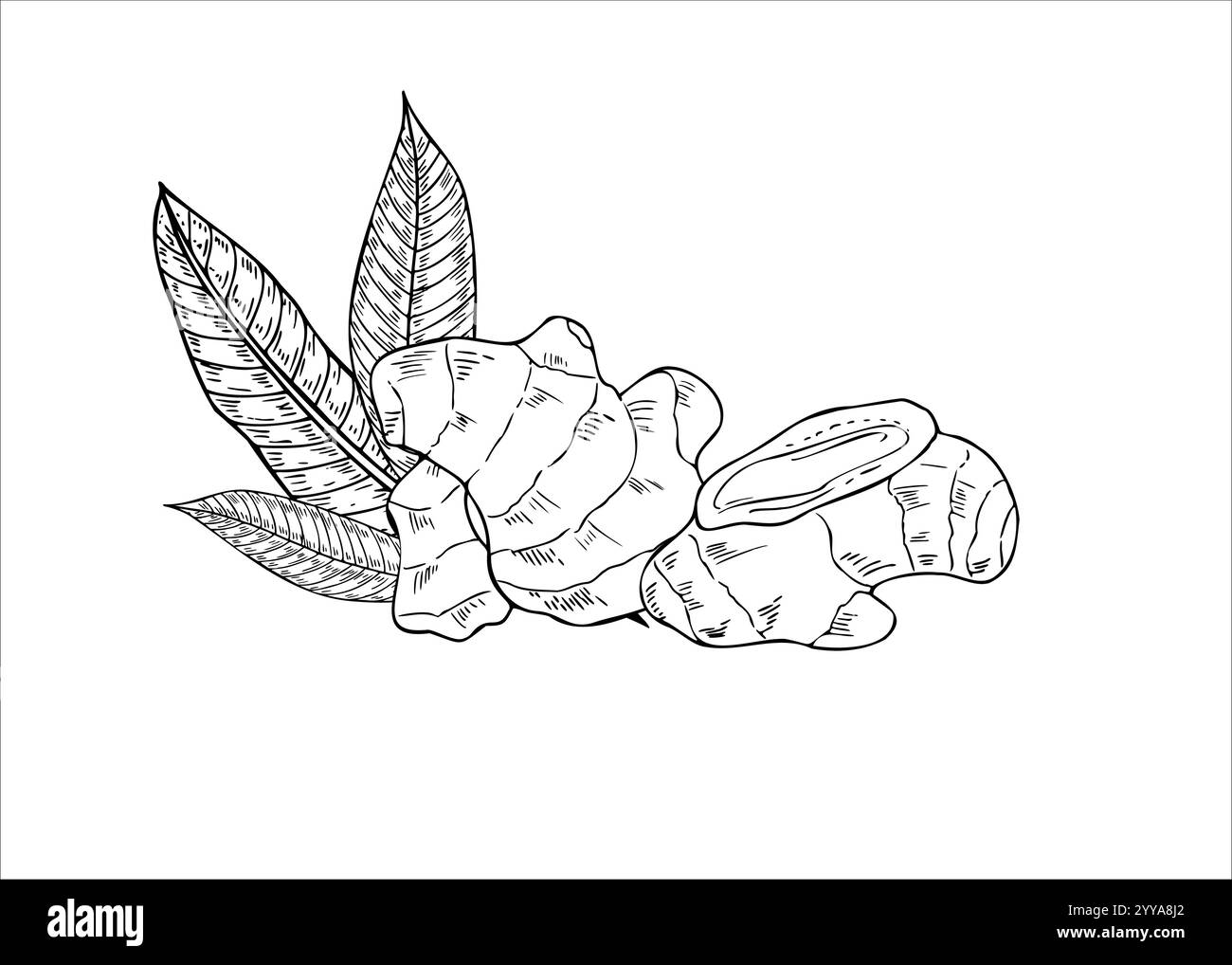 Ginger root or horseradish, leaves line art black ink sketch ...