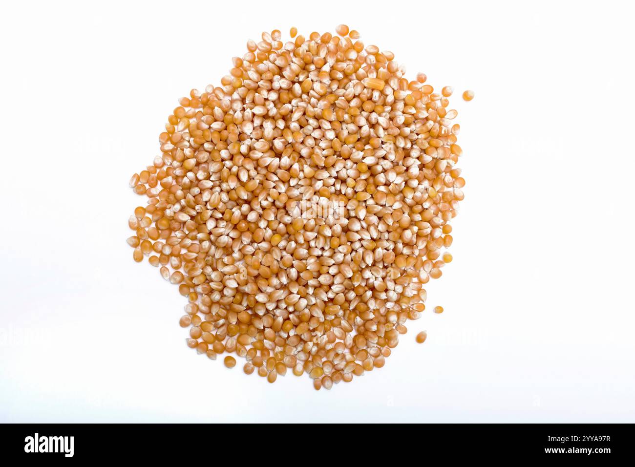 Dried corn seeds. Heap of dry corn seeds on isolated white background ...