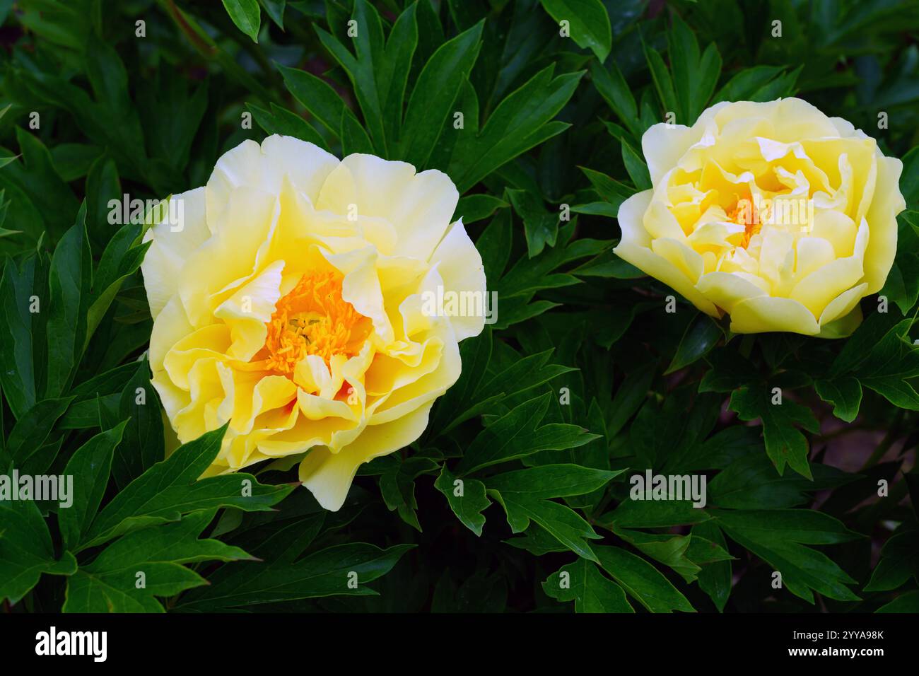 Large yellow peony hi-res stock photography and images - Alamy