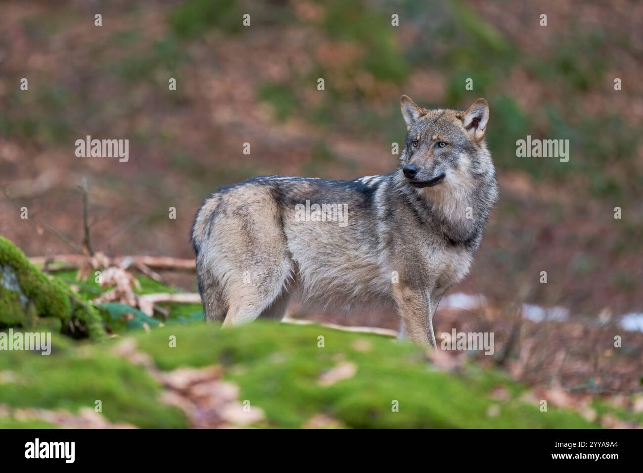 Europaeischer Wolf, Canis lupus, European grey wolf Stock Photo - Alamy