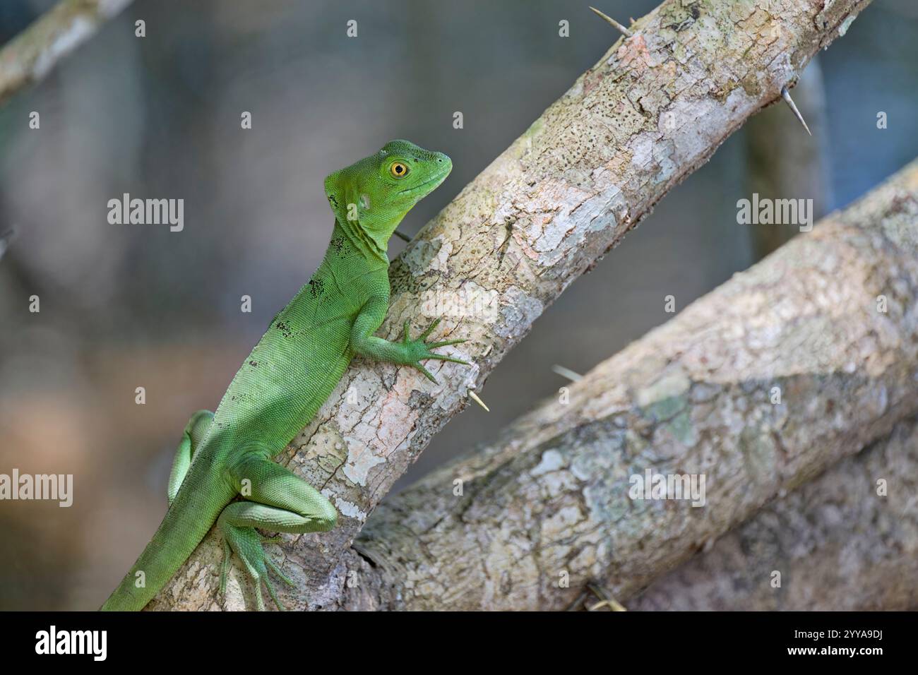 Stirnlappenbasilisk Weibchen, Basiliscus plumifrons, female green ...