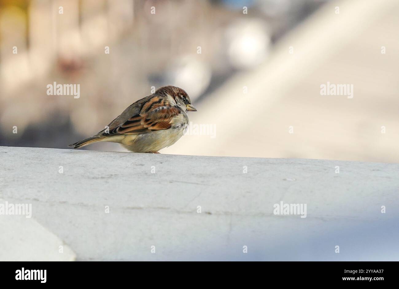 Birds in balcony hi-res stock photography and images - Alamy