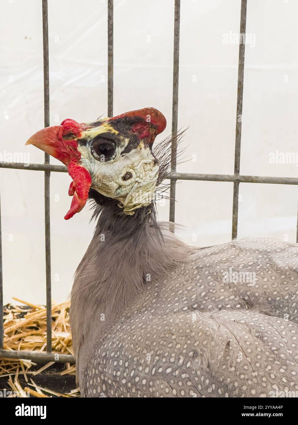 Helmeted Guineafowl, Numida meleagris, light blue with full pearling ...