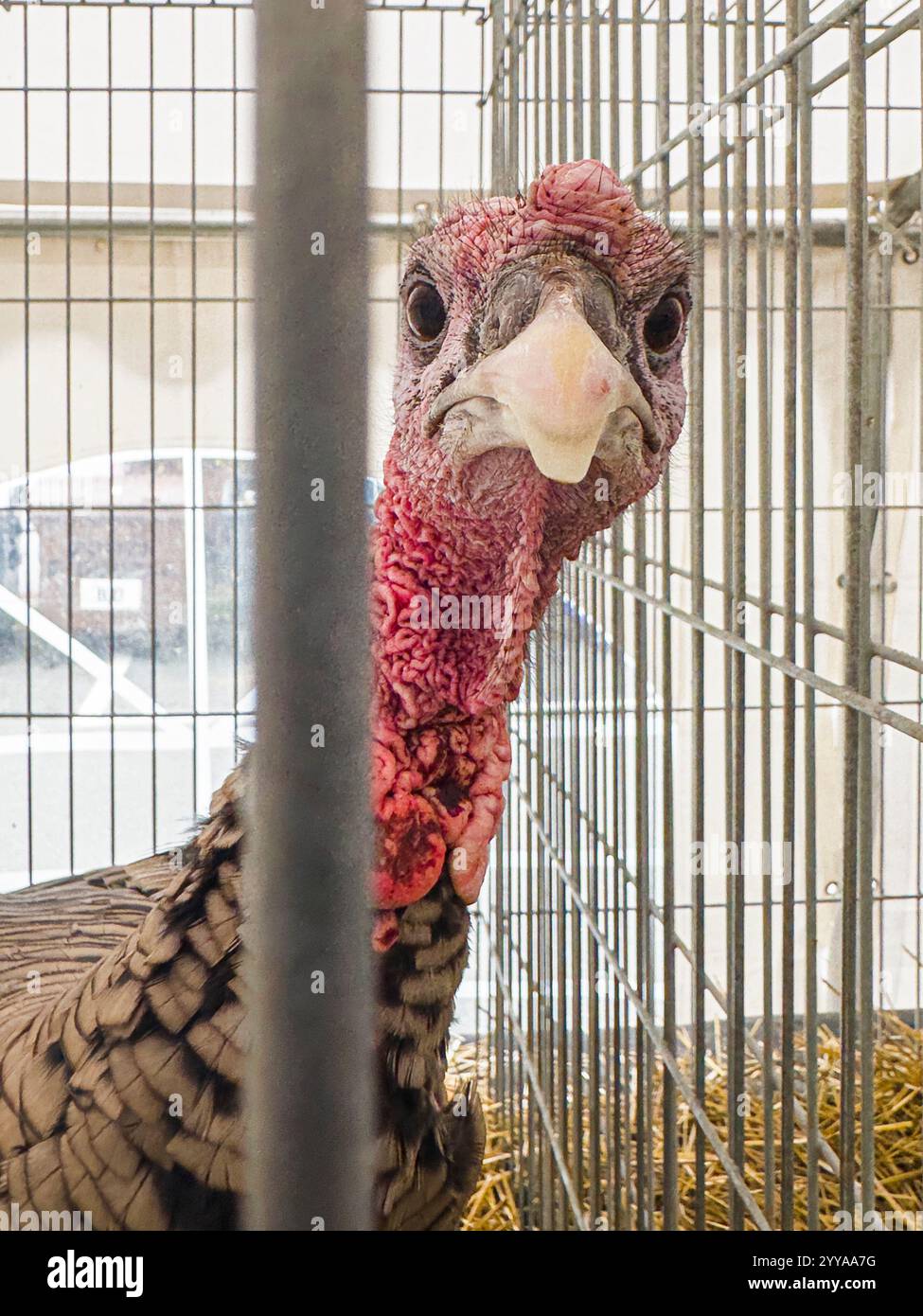 Czech Czech Wild White-braided Turkey breed, Meleagris gallopavo f ...