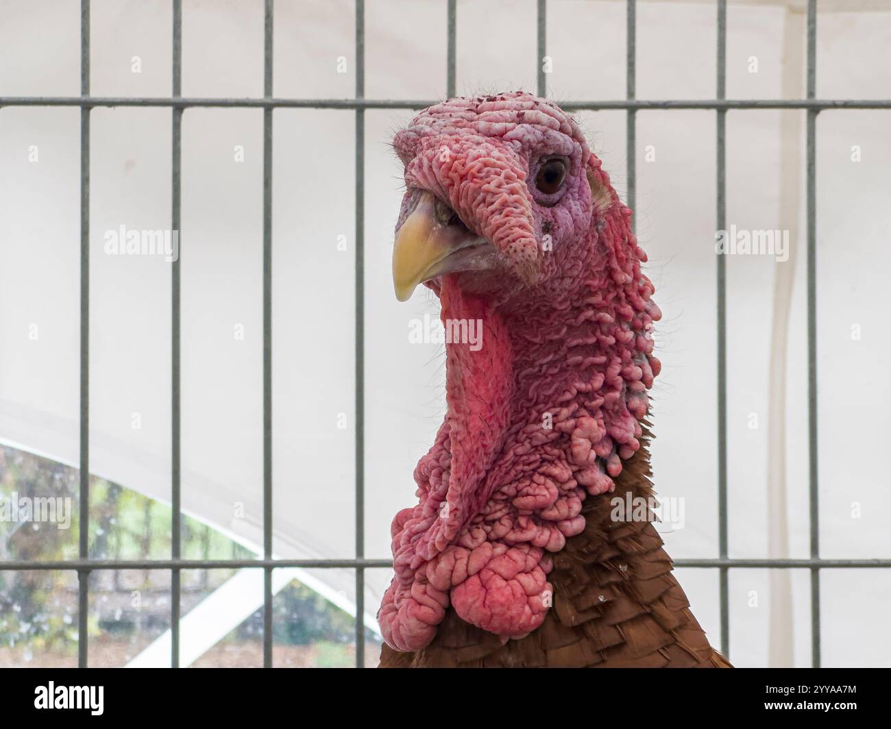 Kupferfarbig hi-res stock photography and images - Alamy