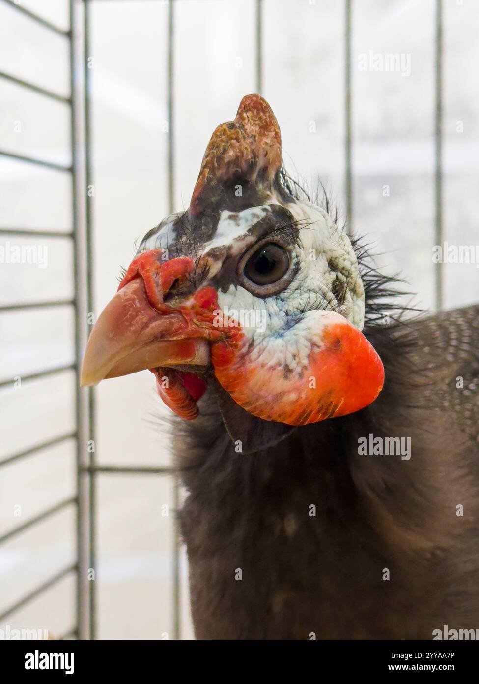 Helmeted Guineafowl, Numida meleagris, wild with full pearling, at the ...