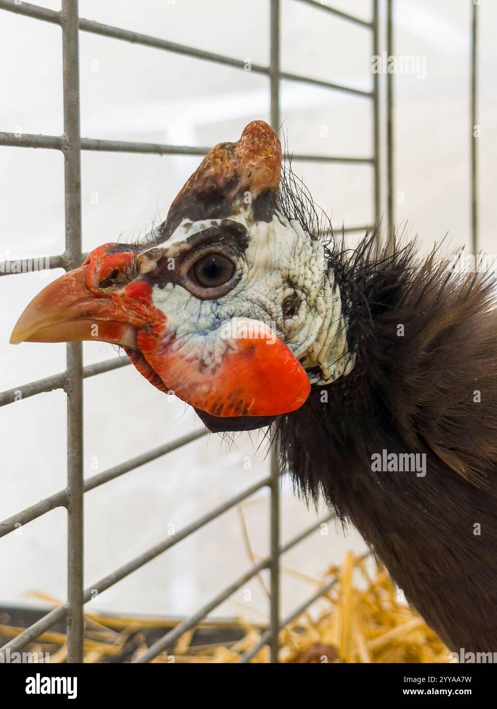 Helmeted Guineafowl, Numida meleagris, wild with full pearling, at the ...