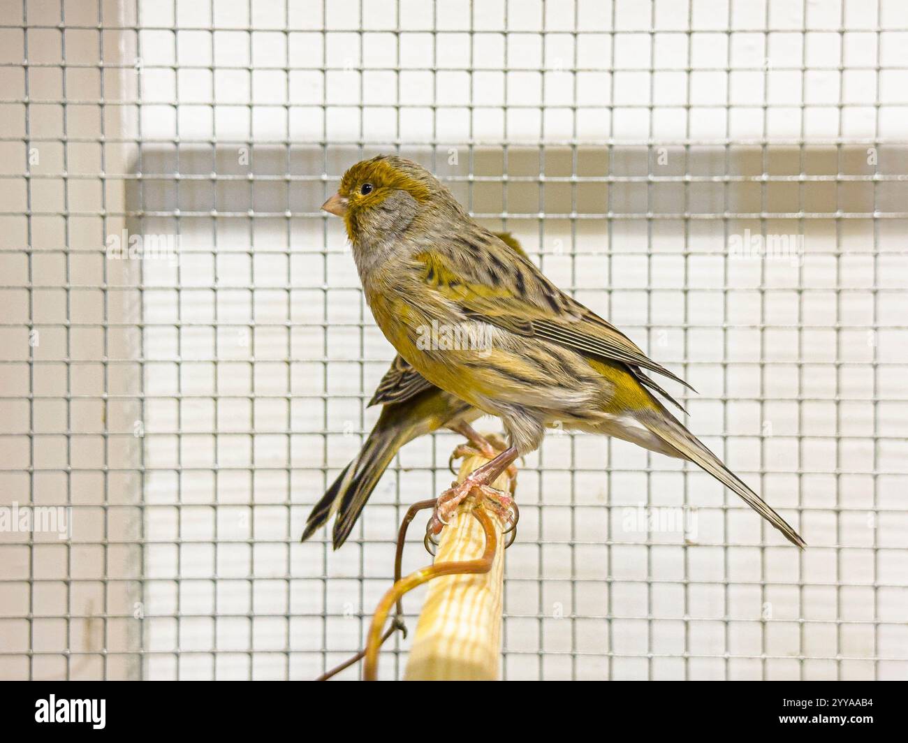 Color-bred Canaries, Serinus canaria f. domestica "Color Breed Canaries ...