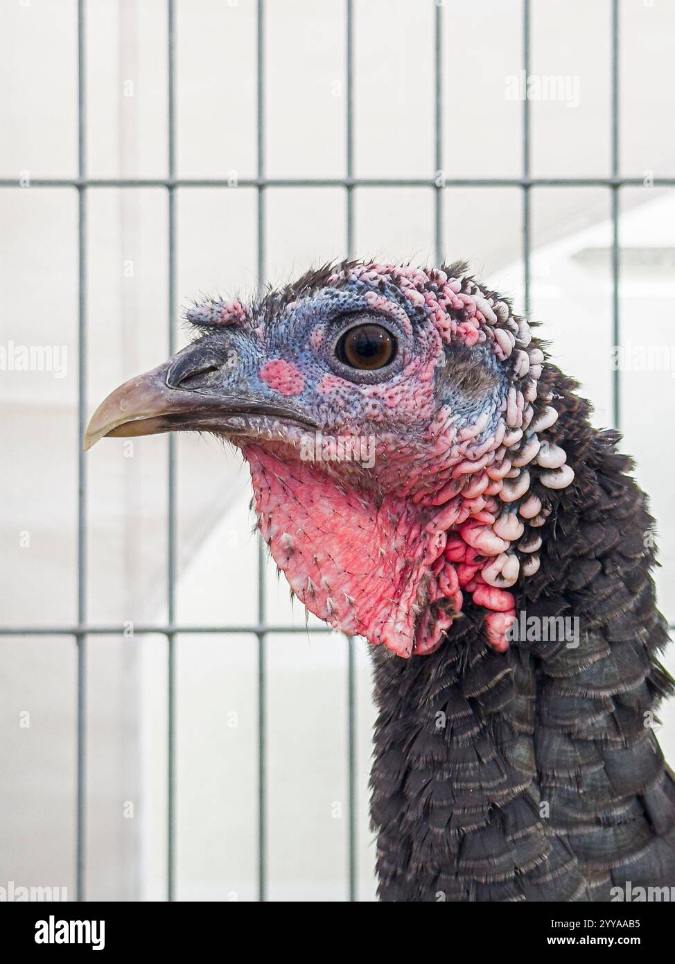 Czech Czech Wild White-braided Turkey breed, Meleagris gallopavo f ...