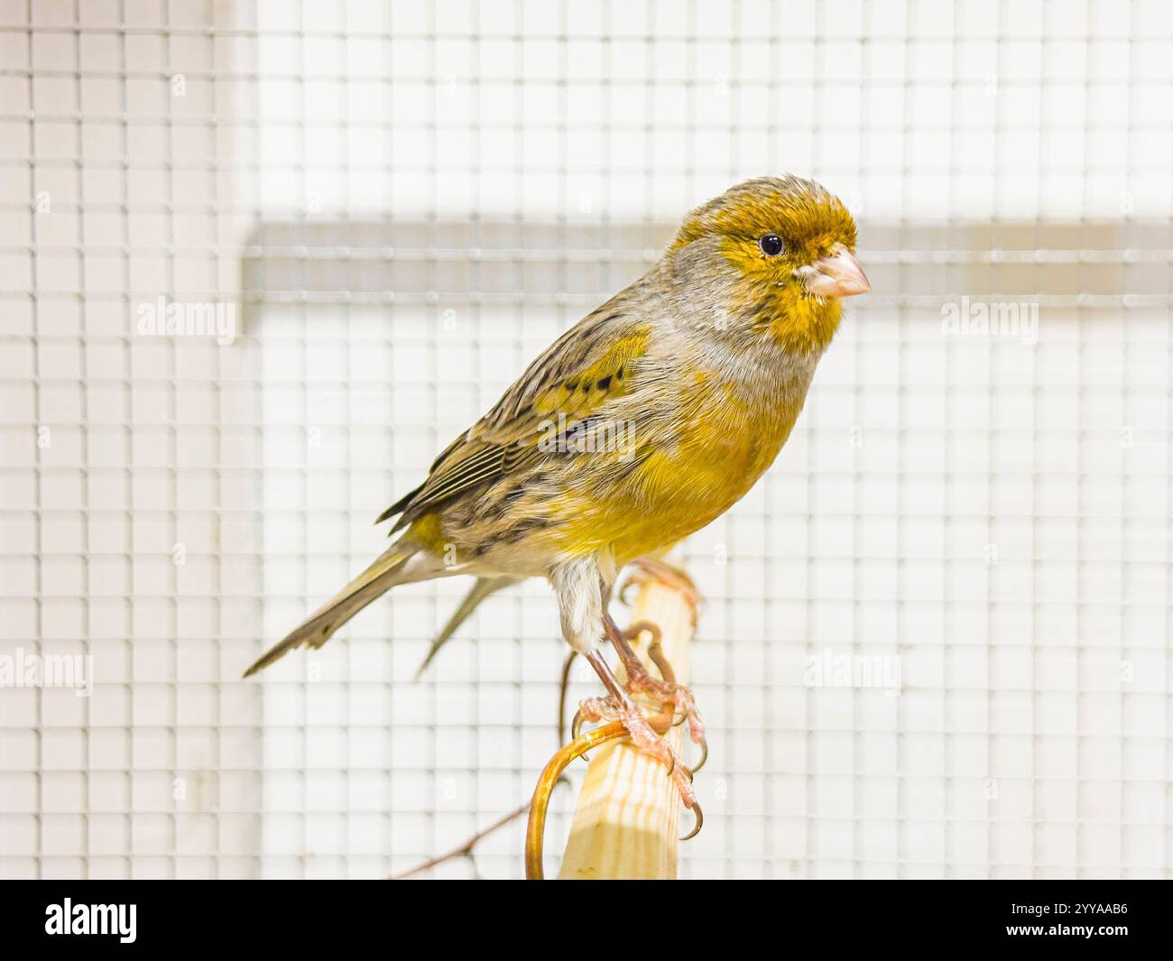 Color-bred Canaries, Serinus canaria f. domestica "Color Breed Canaries ...